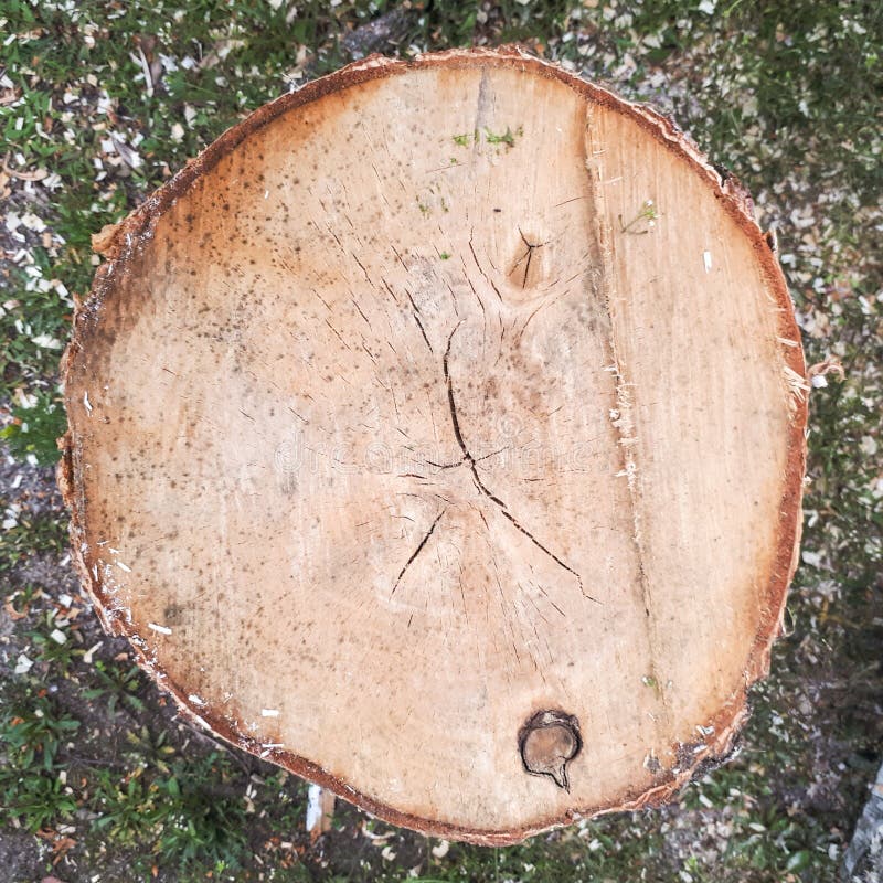 Birch Tree Pattern. Birch Bark Texture Natural Background Paper Close ...