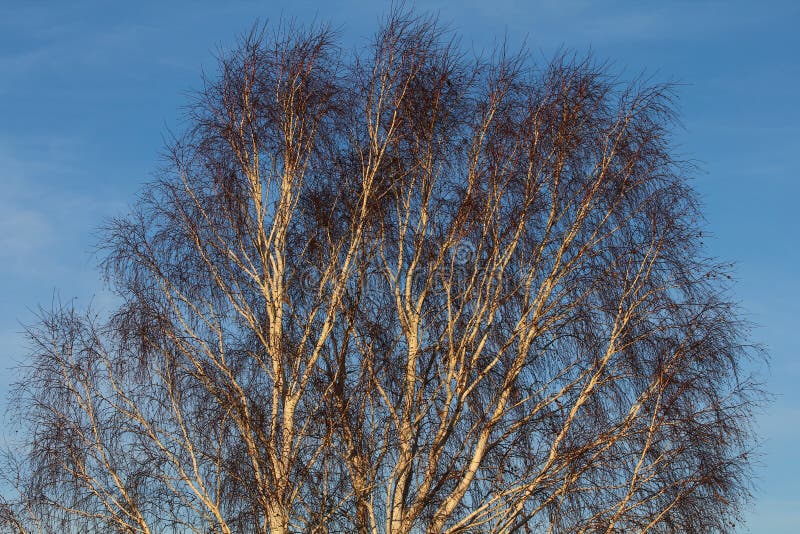 Birch tree stock photo. Image of bizarre, birch, sunset - 107701998