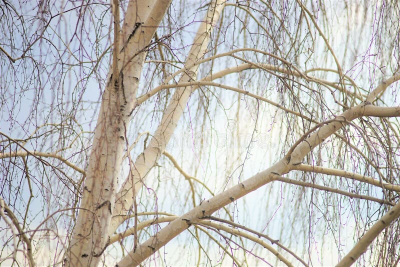 Birch Tree with Bare Branches in Early Spring Stock Image - Image of ...