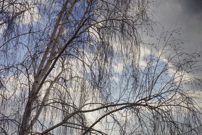 Birch Tree with Bare Branches in Early Spring Stock Image - Image of ...