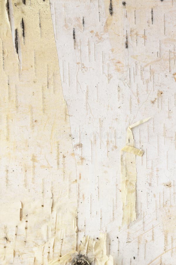 White Birch Tree Bark for Background or Texture Stock Image - Image of ...