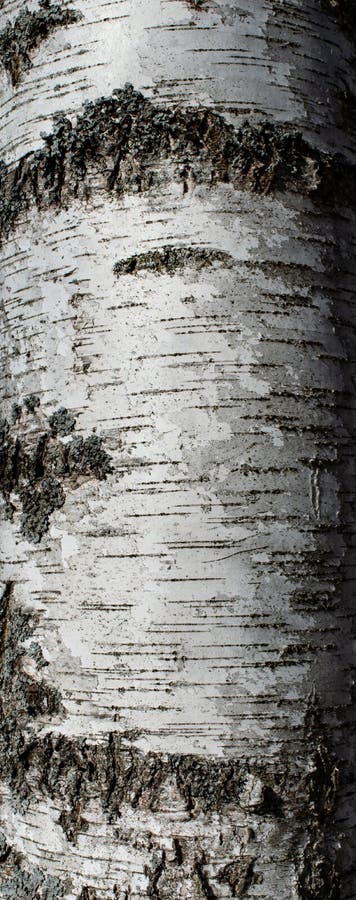 Birch Tree Bark stock photo. Image of macro, pattern - 145400472