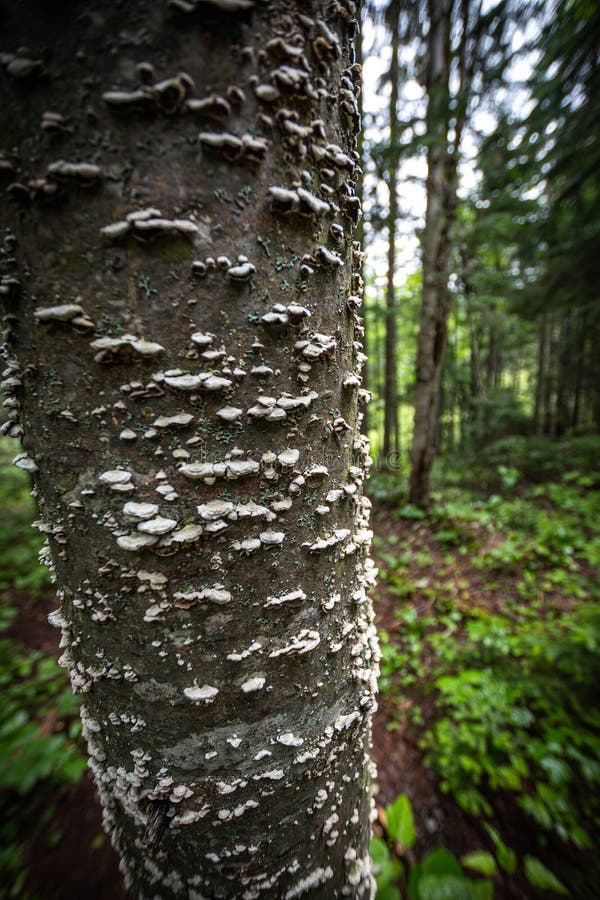 Birch Tree Bark with Bumps and Ridges Stock Illustration - Illustration ...