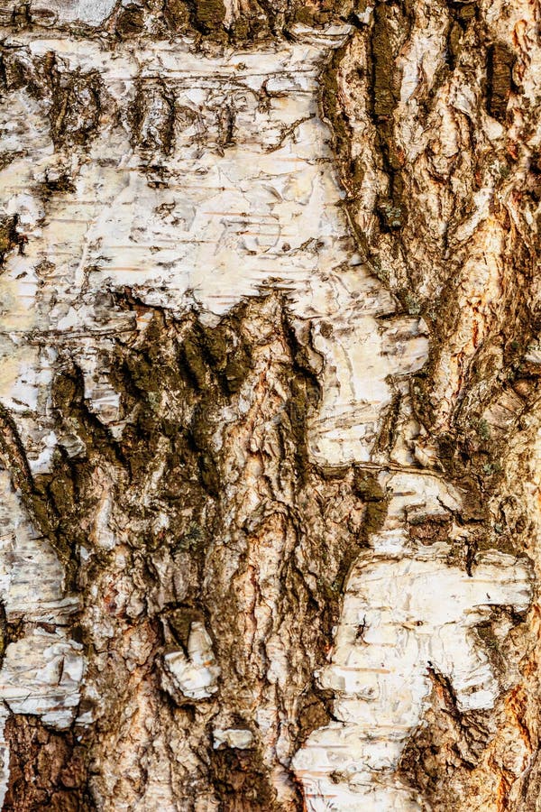 Birch tree bark stock image. Image of material, black - 92289409