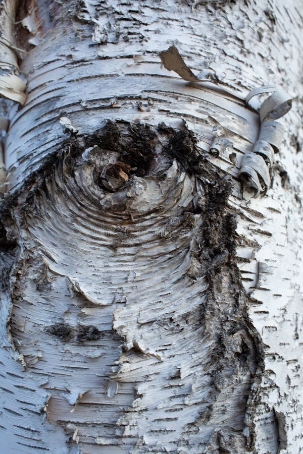 Birch tree bark full frame stock photo. Image of grimy - 371078488