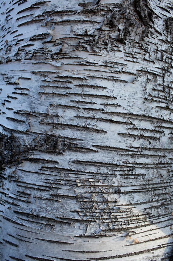 Birch tree bark full frame stock image. Image of flora - 371078613