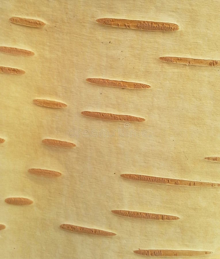 Birch Tree Bark Pattern - Portait Stock Photo - Image of bark, pattern ...