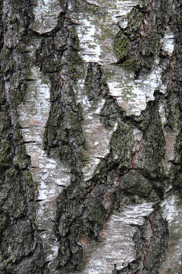 Birch tree bark texture stock image. Image of abstract - 68992953