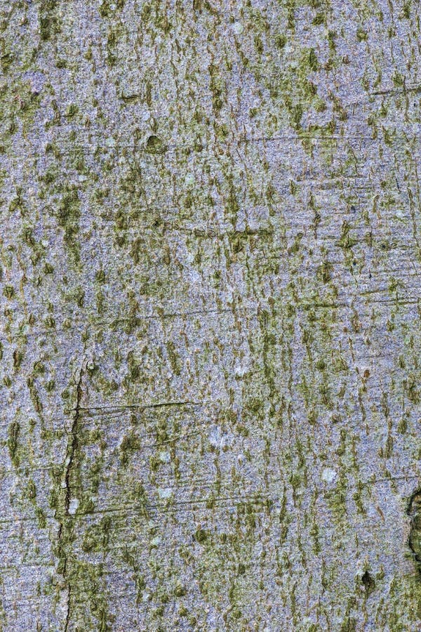 Birch Tree Bark Texture Background Stock Image - Image of texture ...