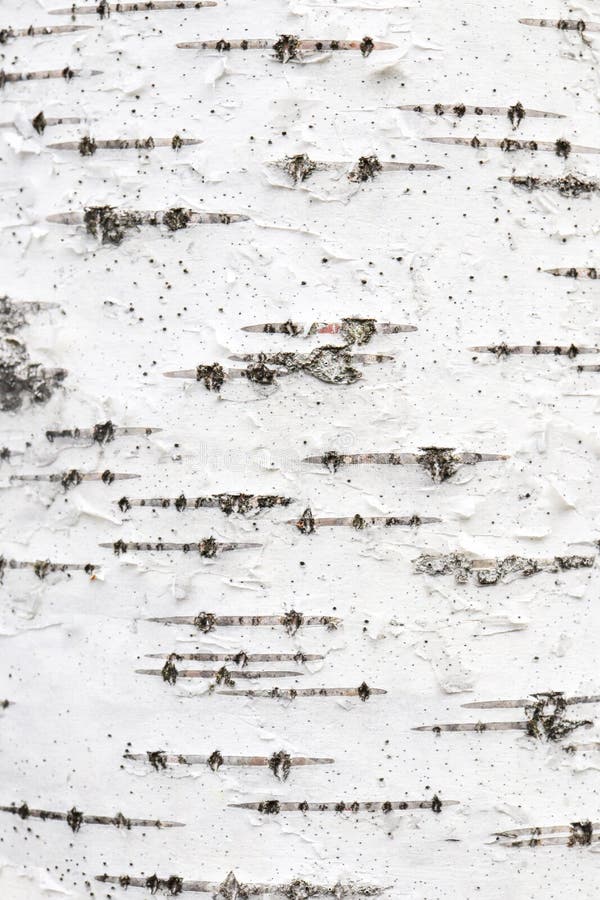 Birch tree bark texture. stock photo. Image of tree - 182746054 Birch tree bark texture. stock photo. Image of tree - 182746054