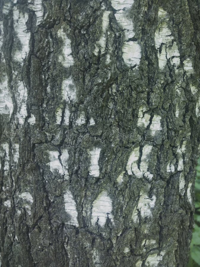 Birch Tree Bark Texture: Black and White Natural Pattern Stock Photo ...