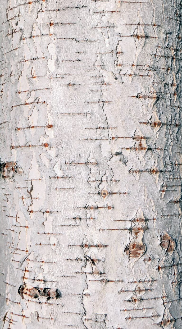 5,129 Close Up Bark Birch Texture Stock Photos - Free & Royalty-Free ...