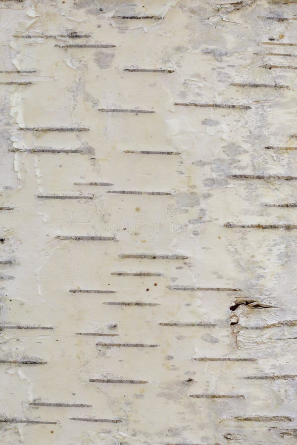 Birch Tree Bark Texture Close Up Stock Image - Image of copy, closeup ...