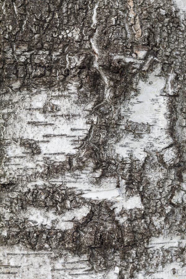 Birch Tree Bark Texture Close Up Stock Photo - Image of europe, rough ...