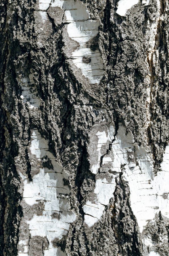 Birch bark. stock photo. Image of gray, background, rough - 117931352