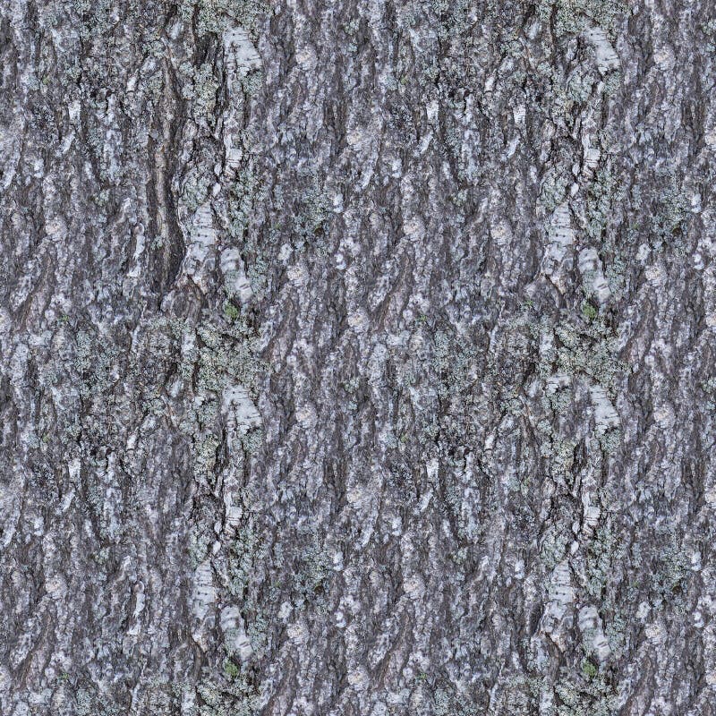 Birch Tree Bark Texture. 4k Tiled Seamless Texture Stock Image - Image ...