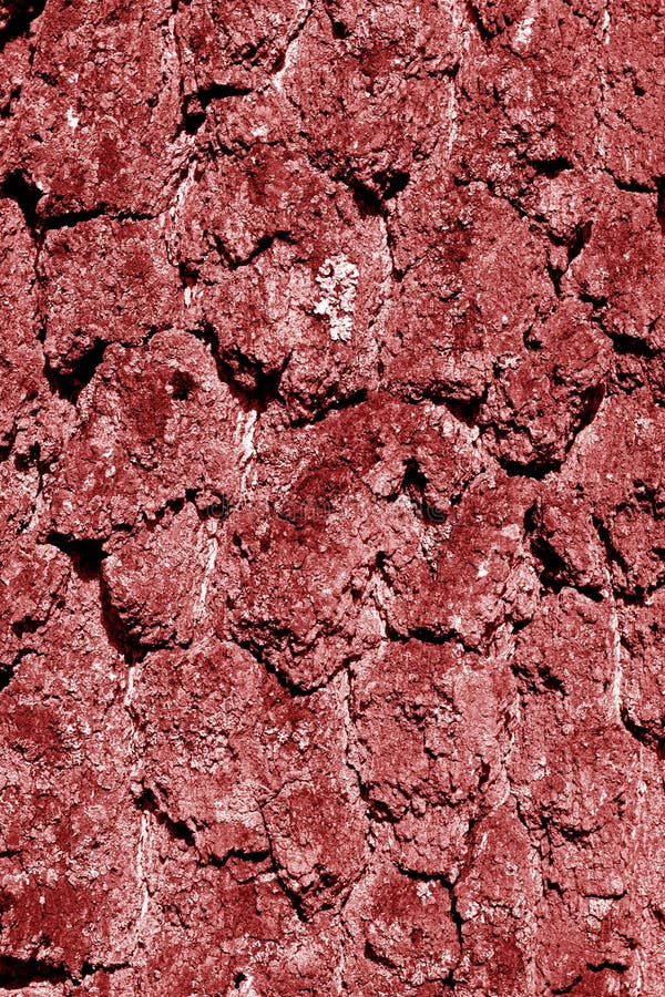Birch Tree Bark Texture in Red Tone. Stock Image - Image of abstract ...