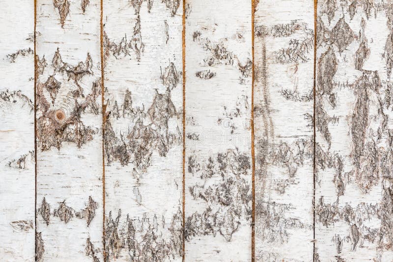 Birch Tree Bark Texture. Surface of the Trunk Stock Photo - Image of ...