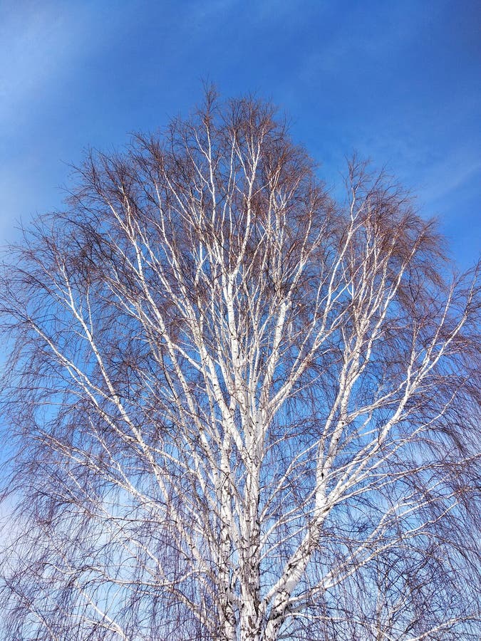 Birch tree stock image. Image of tree, winter, birch - 143140751