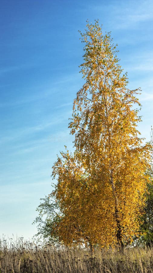 Birch Tree with Beautiful Colorful Leaves Lit by the Yellow Setting Sun ...