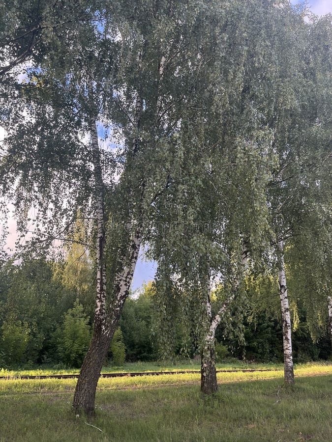 Birch tree stock photo. Image of flower, plant, summer - 286893704