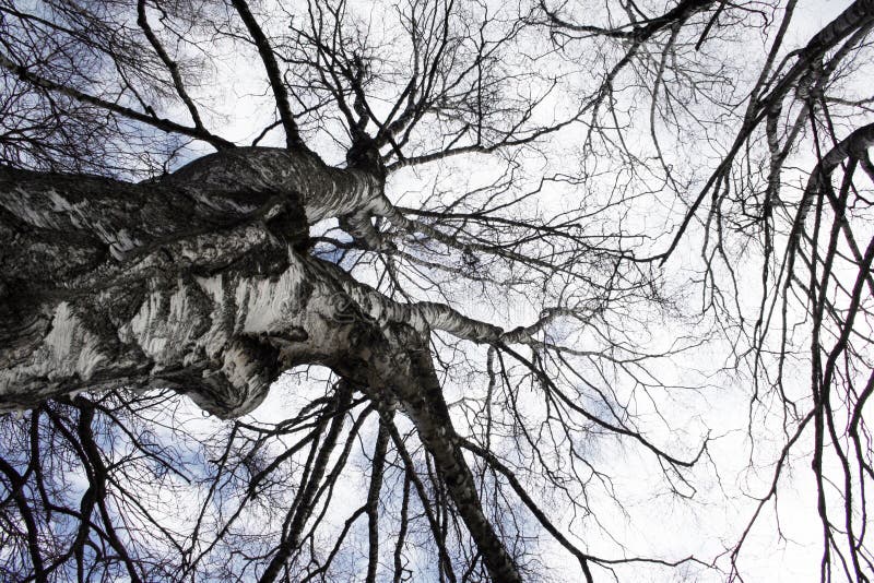 Forest Fantasy Tree stock photo. Image of magic, mystical - 12322260