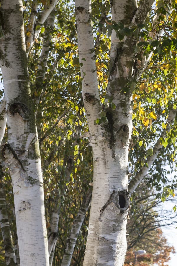 Birch Tree (Betula) in Autumn, Lower Saxony, Germany Stock Photo ...