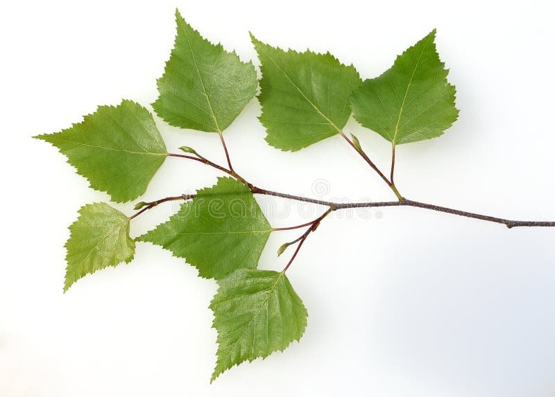 Birch tree, birch betula stock photo. Image of tree - 247263564