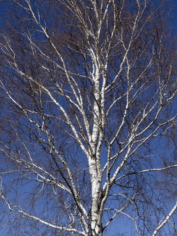 Birch tree, birch betula stock photo. Image of tree - 266109656