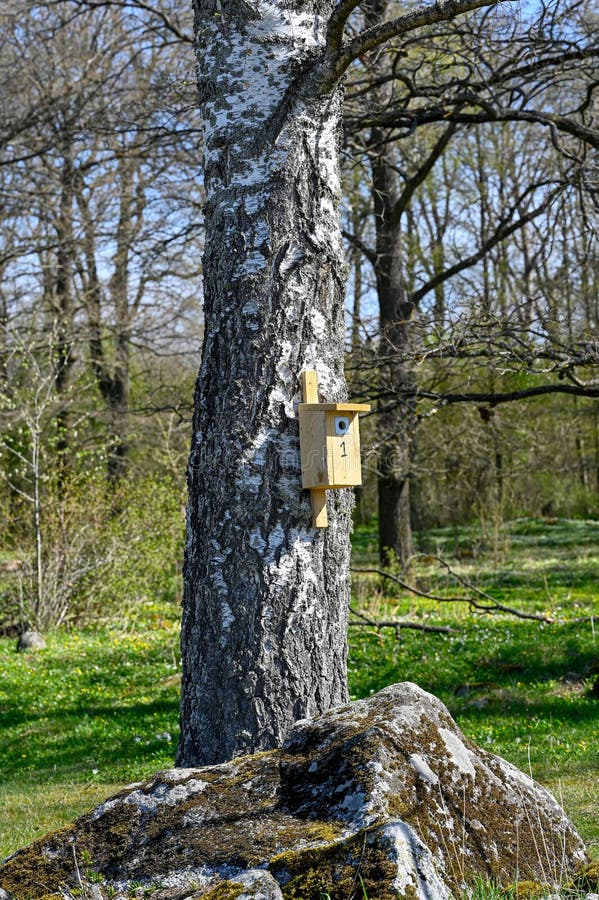 Birch Tree with Birds House in May Stock Photo - Image of narke ...