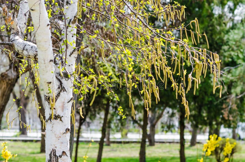 Birch Tree Blooming in Spring Stock Image - Image of freshness, flora ...