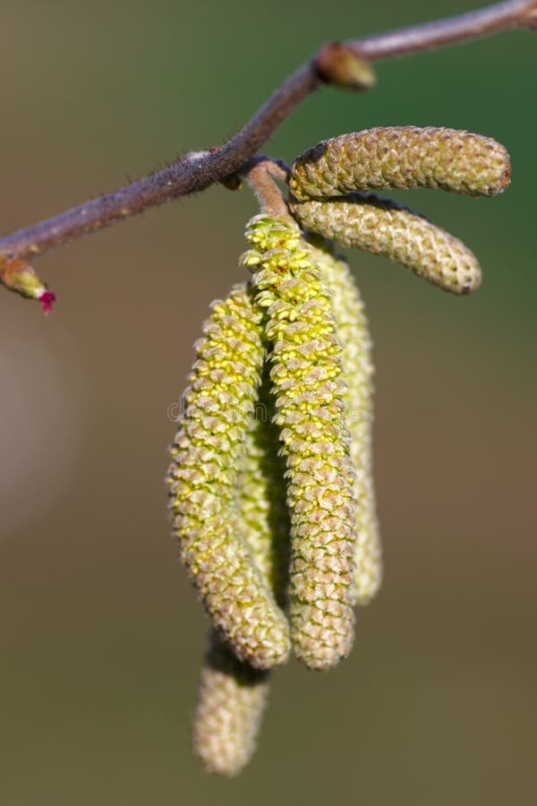 Birch Tree Blossom in Spring Stock Image - Image of branches, close ...