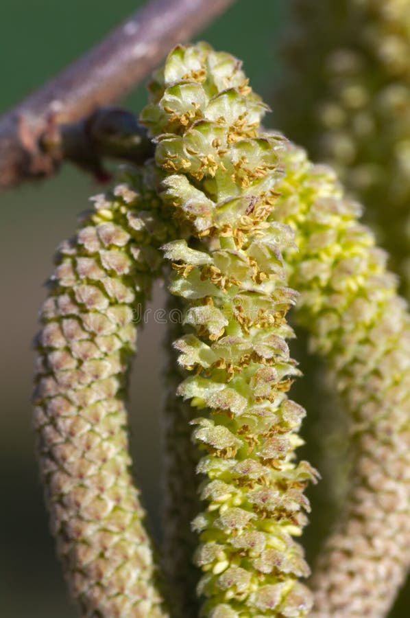 Birch Tree Blossom in Spring Stock Image - Image of season, tree: 18971285