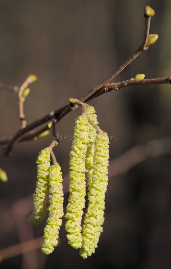 Birch Tree Blossom in Spring Stock Image - Image of daylight, tree ...