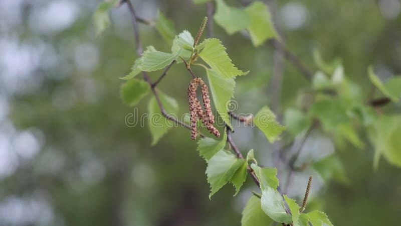 Birch tree branch stock video. Video of wind, freshness - 278285273
