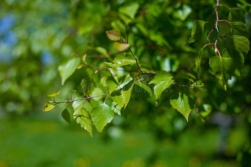 Birch Tree Branch, Green Fresh Leaves on the Branch, the Background is ...