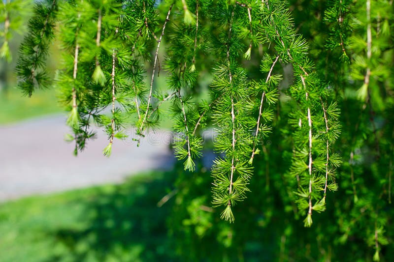 Birch Tree Branch, Green Fresh Leaves on the Branch, the Background is ...