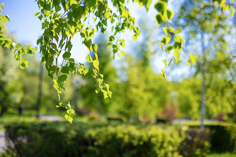 Birch Tree Branch, Green Fresh Leaves on the Branch, the Background is ...