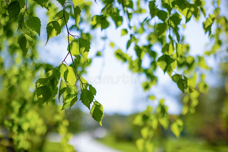 Birch Tree Branch, Green Fresh Leaves on the Branch, the Background is ...