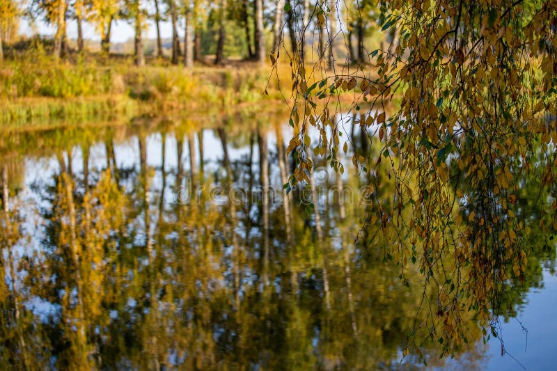 Birch Tree Branch Over Pond at Sunny Autumn Day Afternoon Stock Photo ...