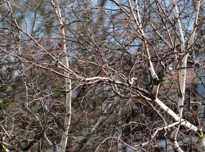 Birch Tree Branches stock photo. Image of closeup, green - 303926498