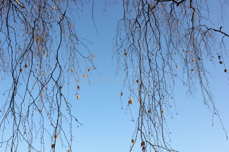 Birch Tree Branches and Blue Sky in Winter Stock Photo - Image of sunny ...