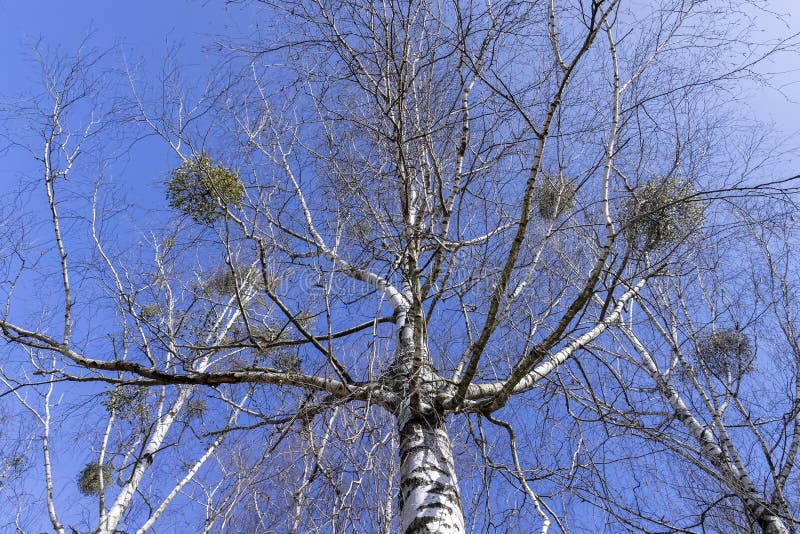 Birch Tree Branches in the Park in Spring Sunny Weather Stock Image ...