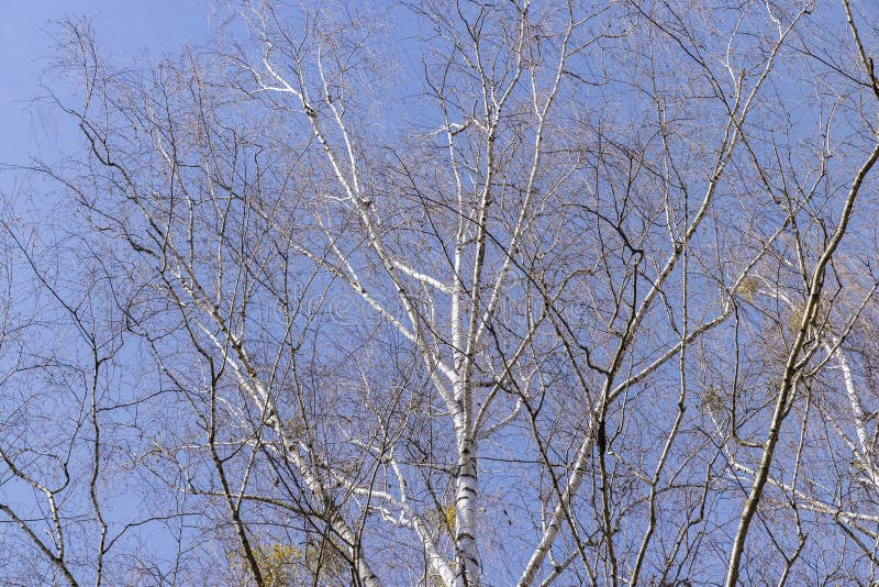 Birch Tree Branches in the Park in Spring Sunny Weather Stock Image ...