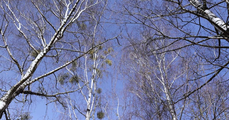 Birch Tree Branches in the Park in Spring Sunny Weather Stock Footage ...
