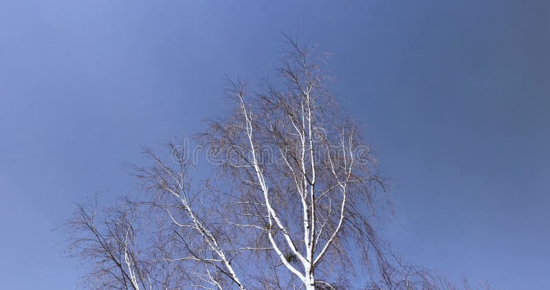 Birch Tree Branches in the Park in Spring Sunny Weather Stock Video ...