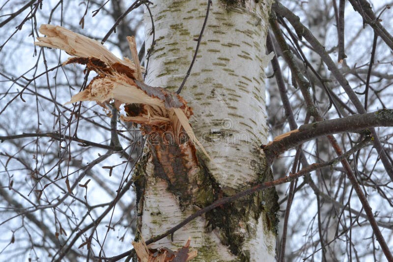 Tree with Broken Branch. Close-up of Bark. Damaged Old Tree Bark. a ...