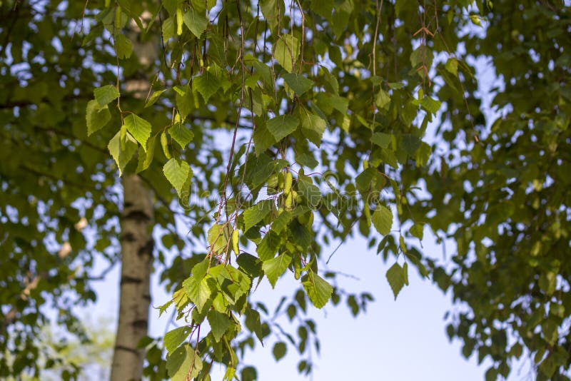 Birch Tree. Birch Buds. Garden. Park. Square. Spring. Stock Photo ...