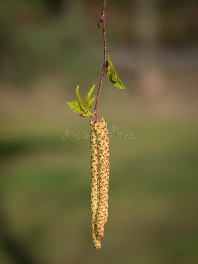 Birch tree with buds stock photo. Image of arboriculture - 143863748