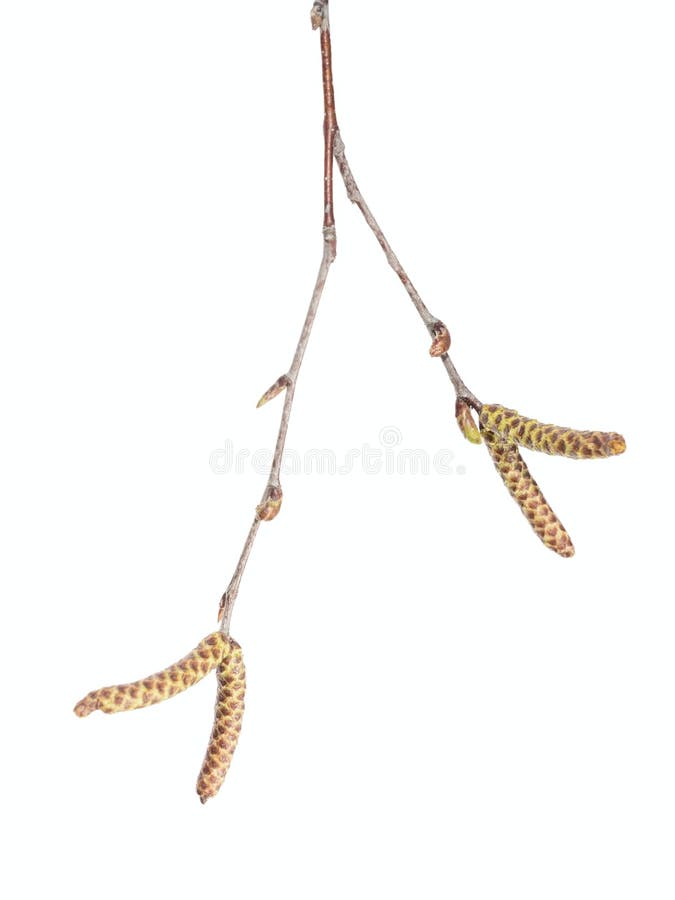 Birch tree with buds stock photo. Image of fresh, text - 143863738